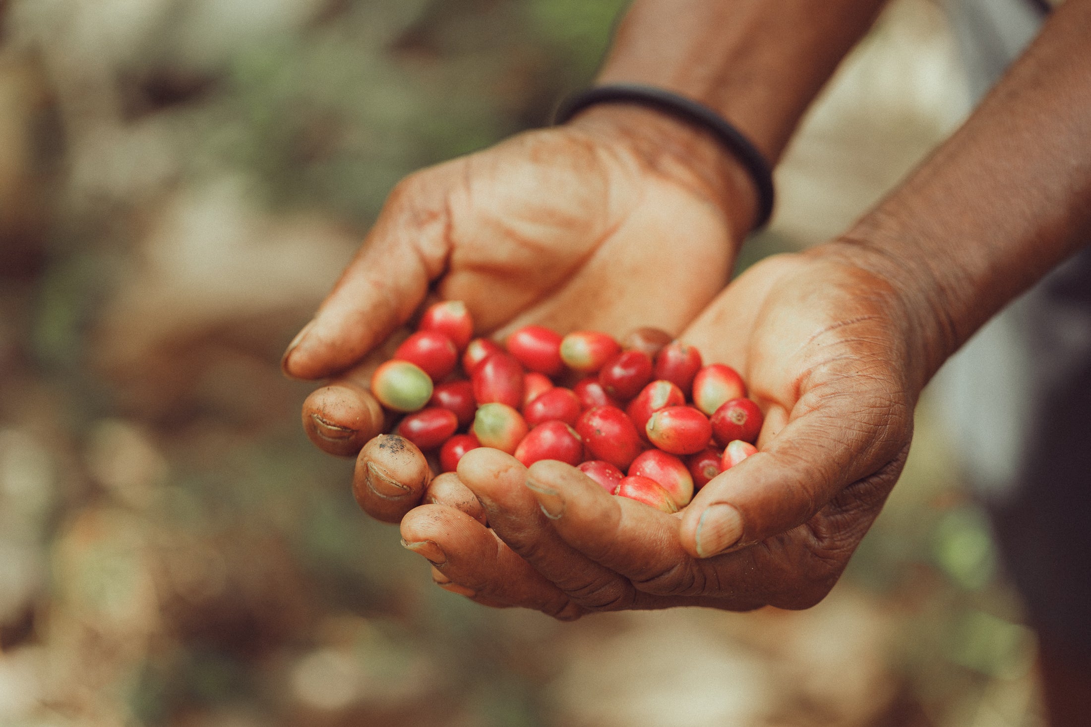 Avanti Coffee Company