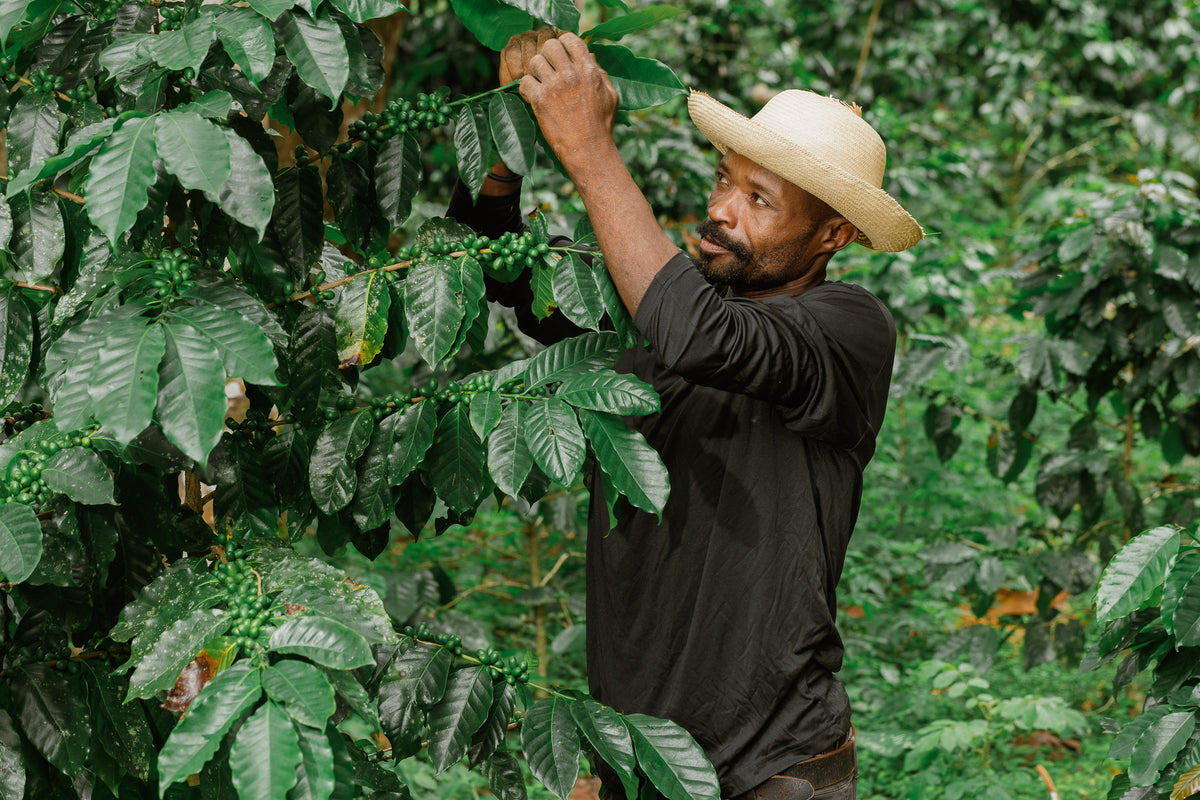 Avanti Coffee Company